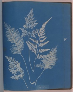 Introduction to the cyanotype process - National Science and Media ...